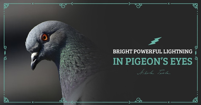 Nikola Tesla saw a bright powerful lightning in pigeon’s eyes - Nikola ...